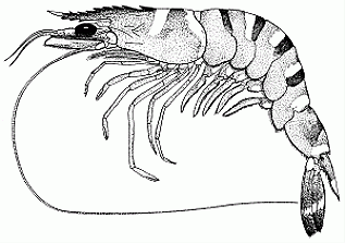 PRAWN CULTURE - BIOLOGY ZOOM